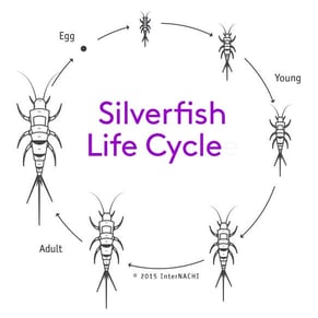 A Closer Look at Silverfish